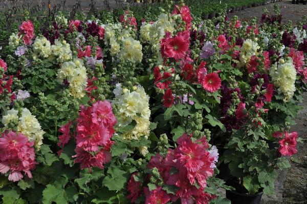 Hollyhock Alcea Rosea Annua Spring Celebrities Purple from American Farms