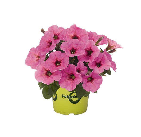 Potunia Petunia Potunia Pinkalicious from American Farms