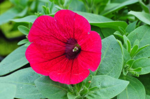 Potunia Petunia Potunia Plus Neon from American Farms