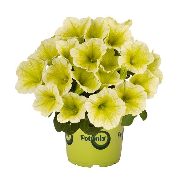 Potunia Petunia Potunia Plus Yellow from American Farms