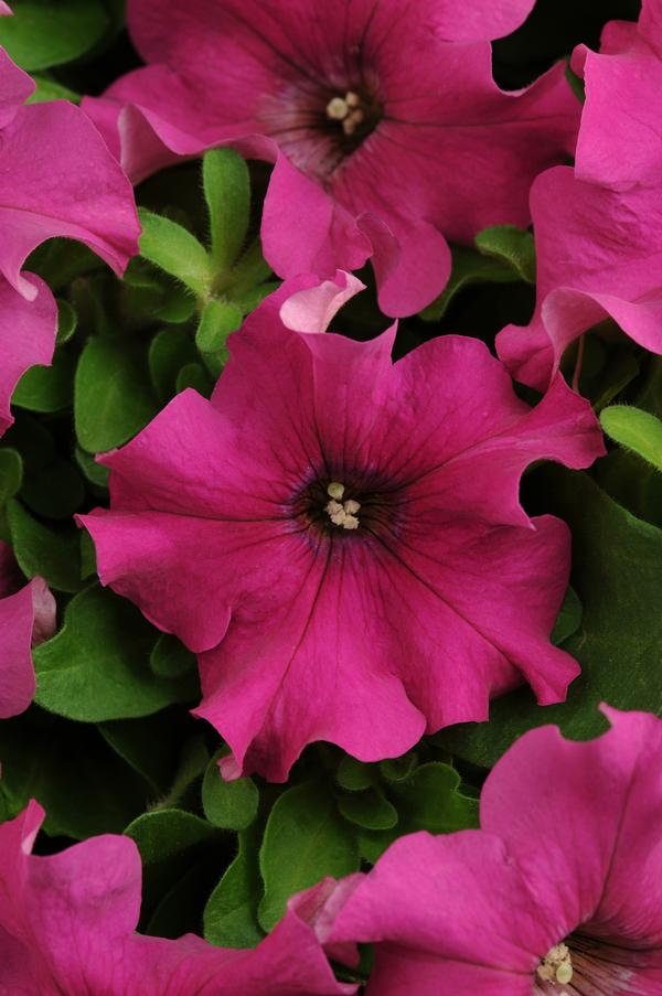 Petunia Petunia Pretty Grand Purple from American Farms