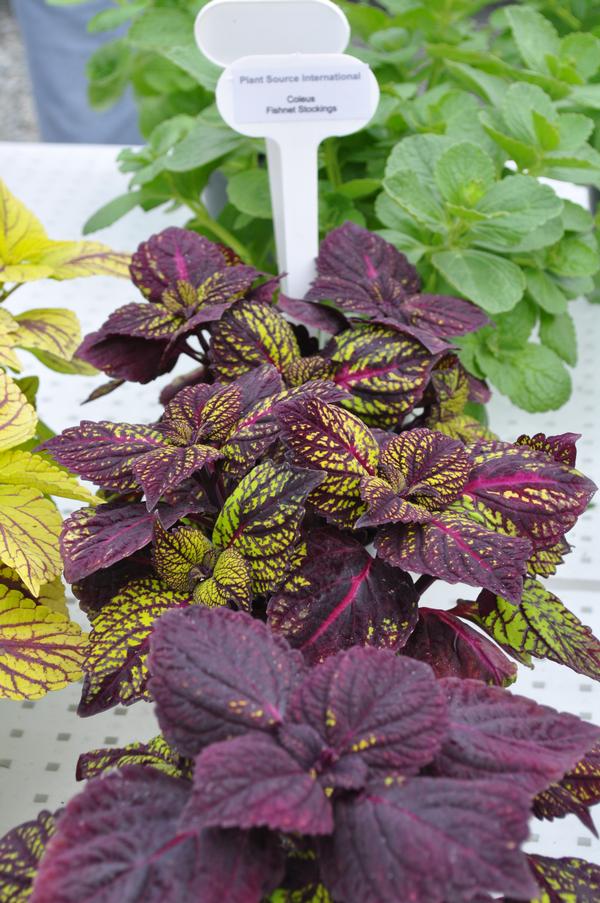 Coleus Coleus (Solenostemon) Fishnet Stockings from American Farms