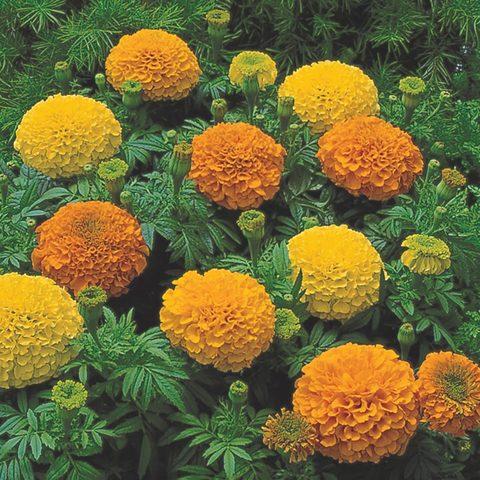 Marigold Marigold (Tagetes) Inca II Orange from American Farms