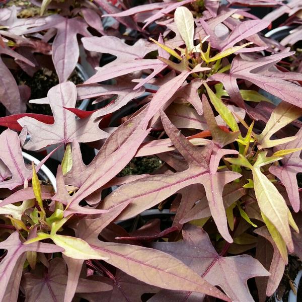 Potato Vine Ipomoea Spotlight Red from American Farms