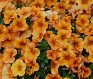 Million Bells Calibrachoa X Hybrid Aloha Kona Mango from American Farms