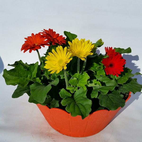 Gerbera Daisy Combo Gerbera Combination Day at the Beach from American ...