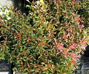 Alternanthera Alternanthera Crinkle Red from American Farms