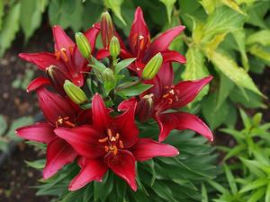 Asiatic Lily Lily - Asiatic Tiny Ghost Red from American Farms