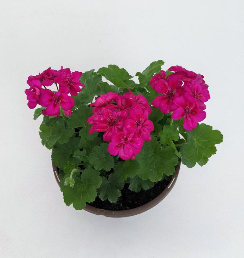 Geranium Calliope Geranium Calliope Calliope Violet Medium from ...