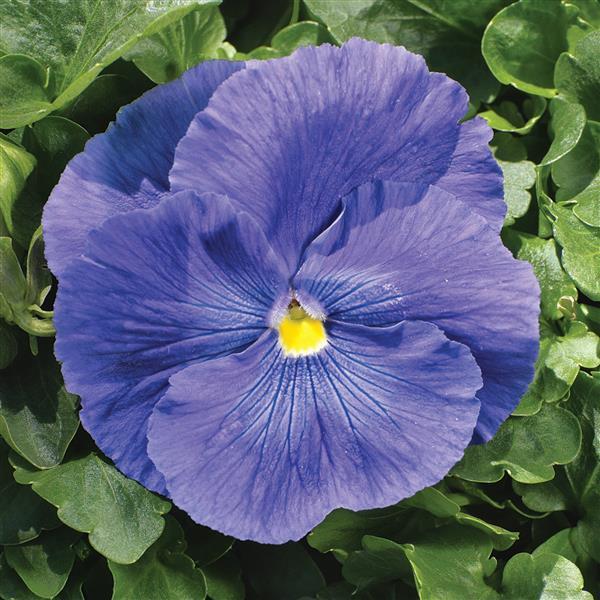 Pansy Pansy Delta Premium True Blue from American Farms