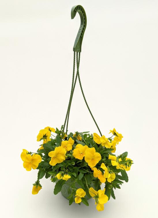 Pansy Pansy Cool Wave Golden Yellow from American Farms