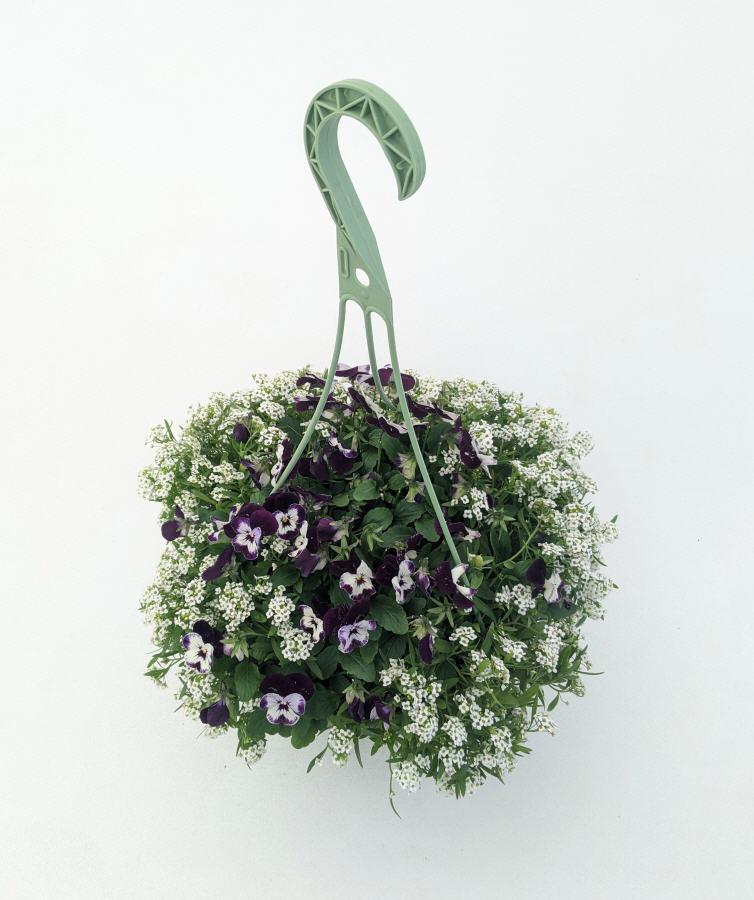 Viola Combo Viola Combo Penny Mickey + Clear Crystal White with Alyssum ...