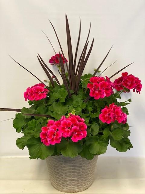 Geranium Calliope Combo Geranium Calliope Combo Calliope+Cordyline from ...
