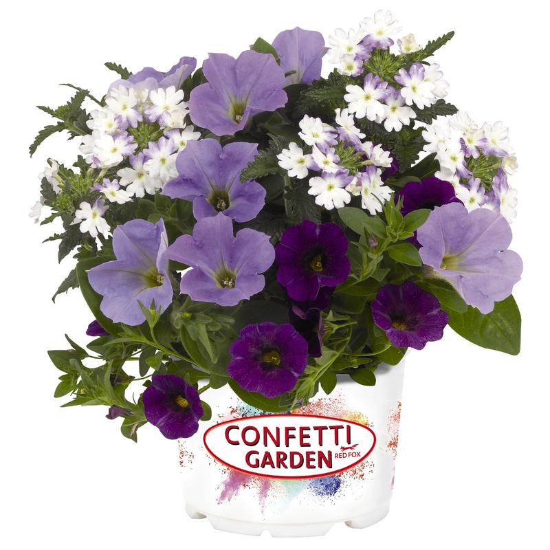 GC CNF Shocking Blue GC CNF Shocking Blue Calibrachoa, Petunia, Verbena ...