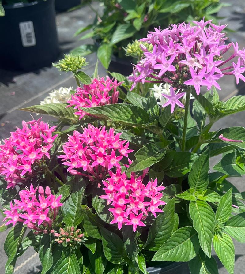 Pentas Pentas Lucky Star Trio Lavender + Pink + White from American Farms