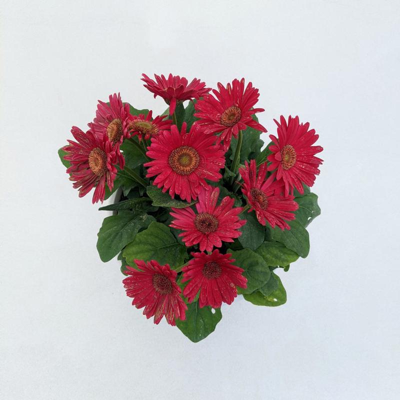 Gerbera Daisy Gerbera Daisy Colorbloom Deep Rose from American Farms