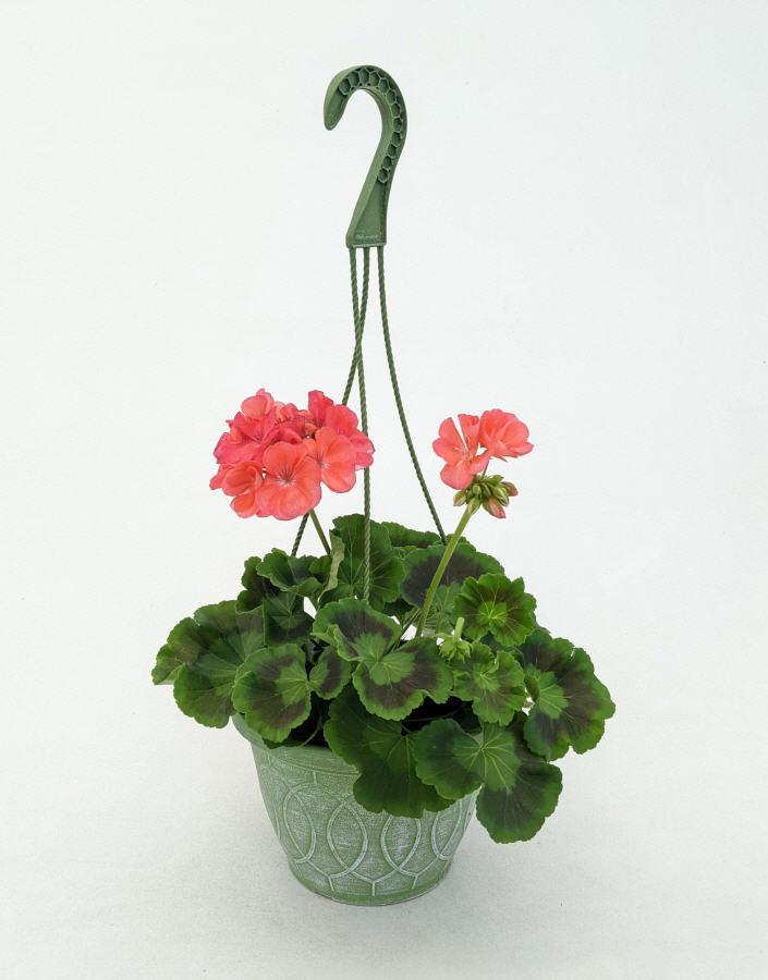 Geranium Big Eeze Geranium Big Eeze Big Eeze Coral from American Farms