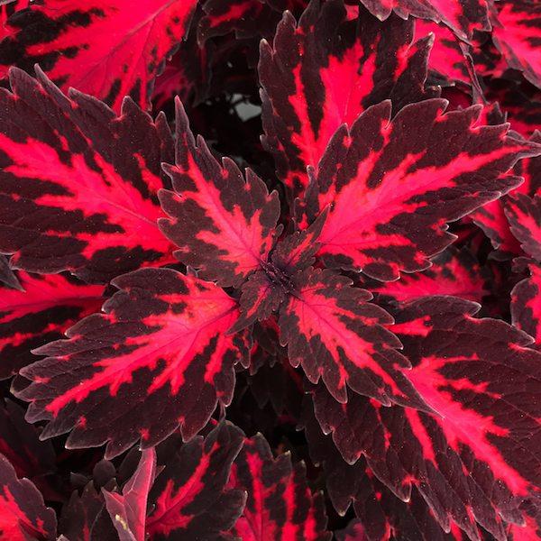 Coleus Coleus Stained Glassworks Royalty from American Farms