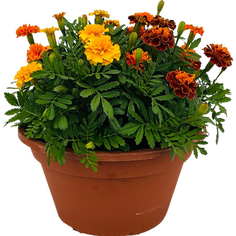 Marigold Marigold Hot Pak Mix from American Farms