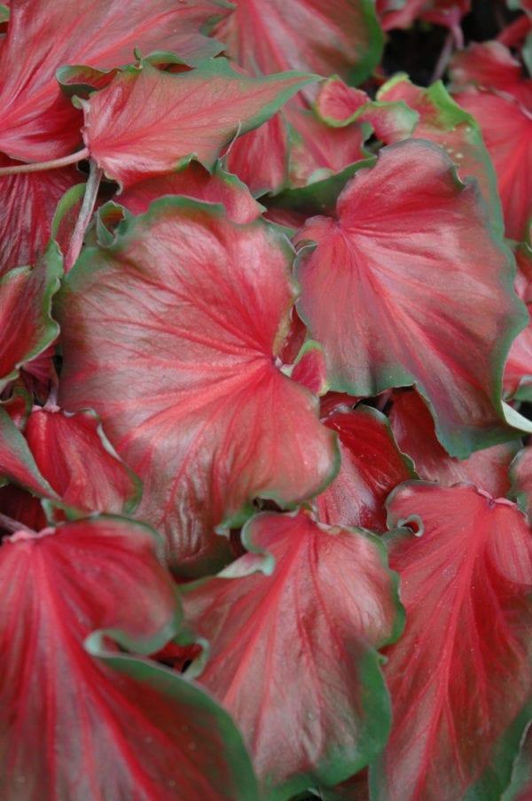 Caladium Caladium Red Frill from American Farms