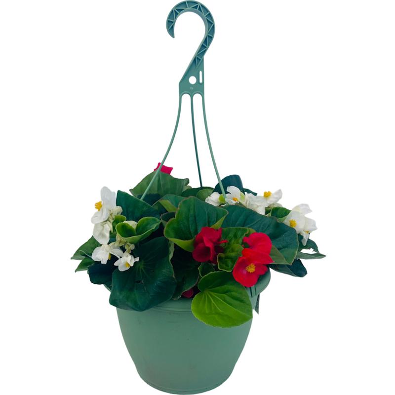 Begonia Begonia Begonia Duo Tophat Scarlet and White from American Farms