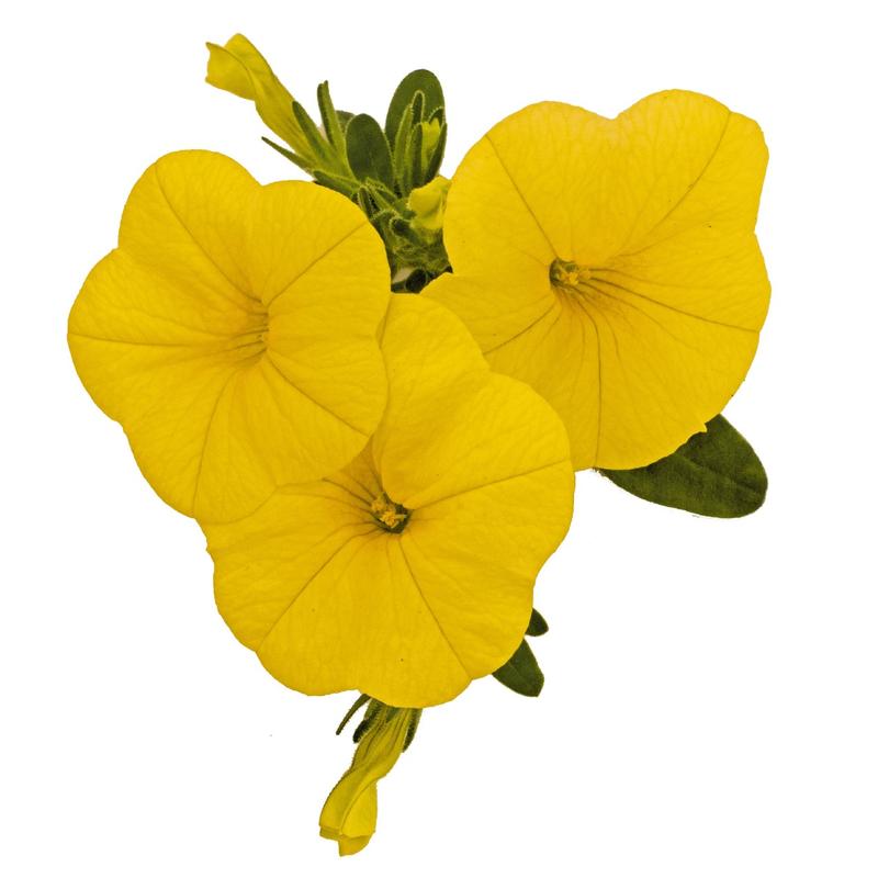 Calibrachoa Calibrachoa Bloomtastic Yellow from American Farms