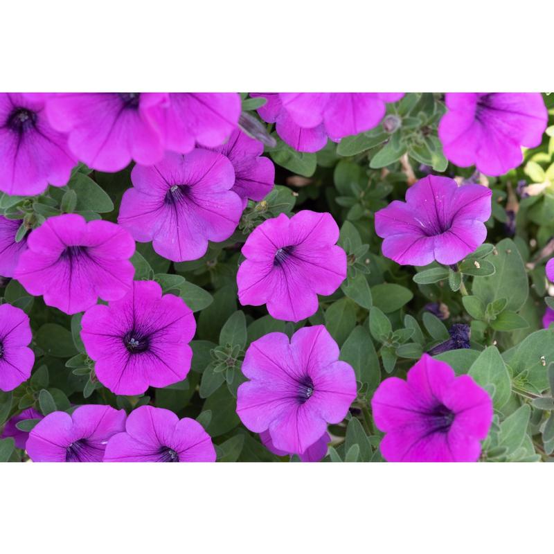 Petunia Petunia Durabloom Electric Lilac from American Farms