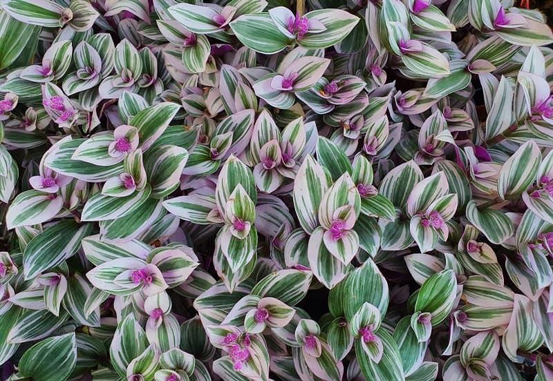 Tradescantia Tradescantia Nanouk Pink from American Farms