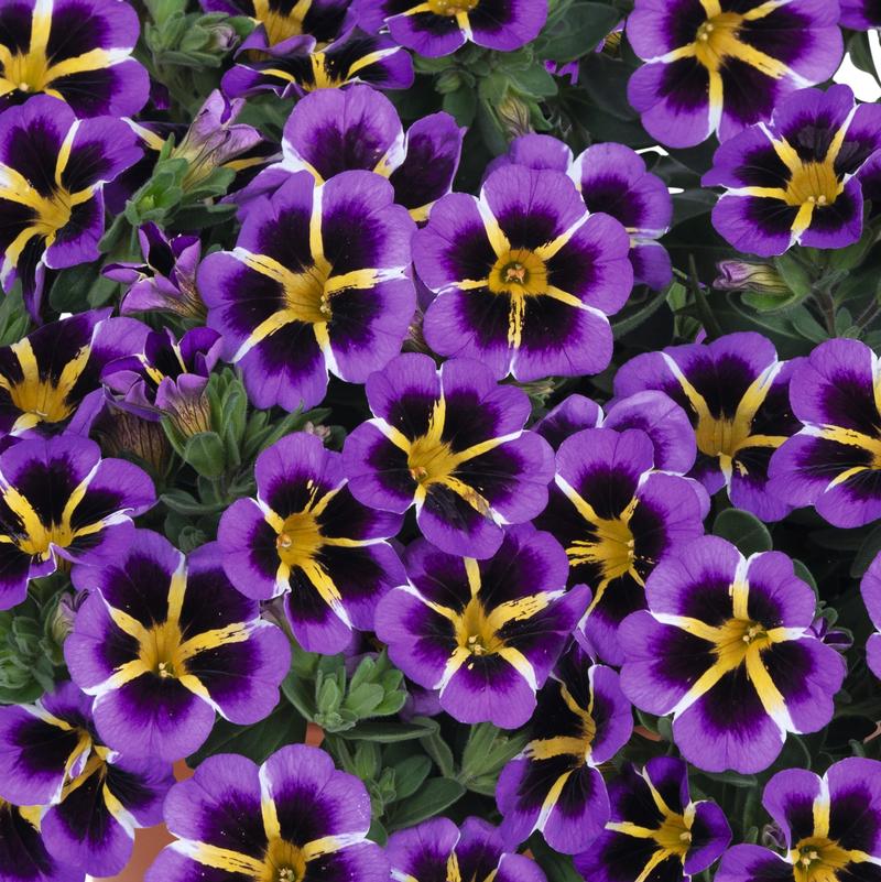Calibrachoa Calibrachoa Tiktok Blue from American Farms