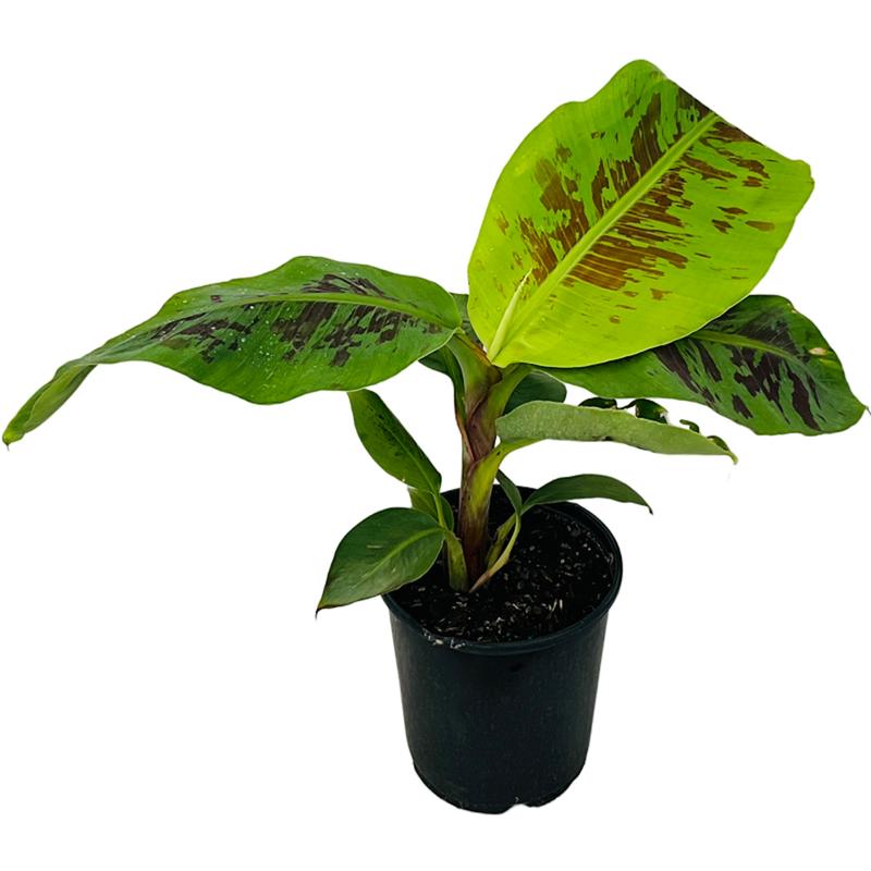 Musa Gran Nain from American Farms