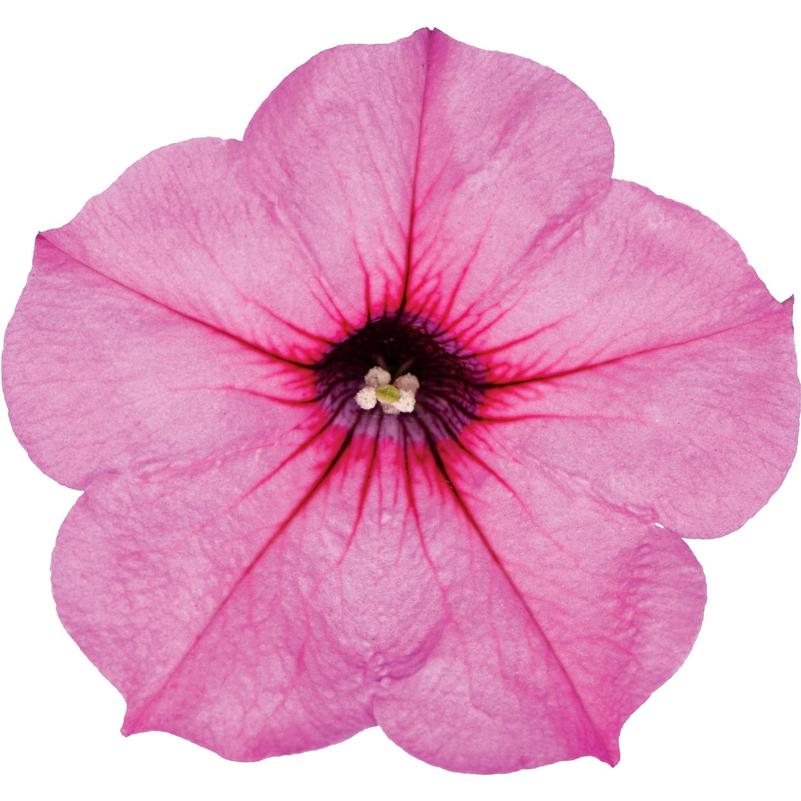 Petunia Petunia Durabloom Royal Pink from American Farms