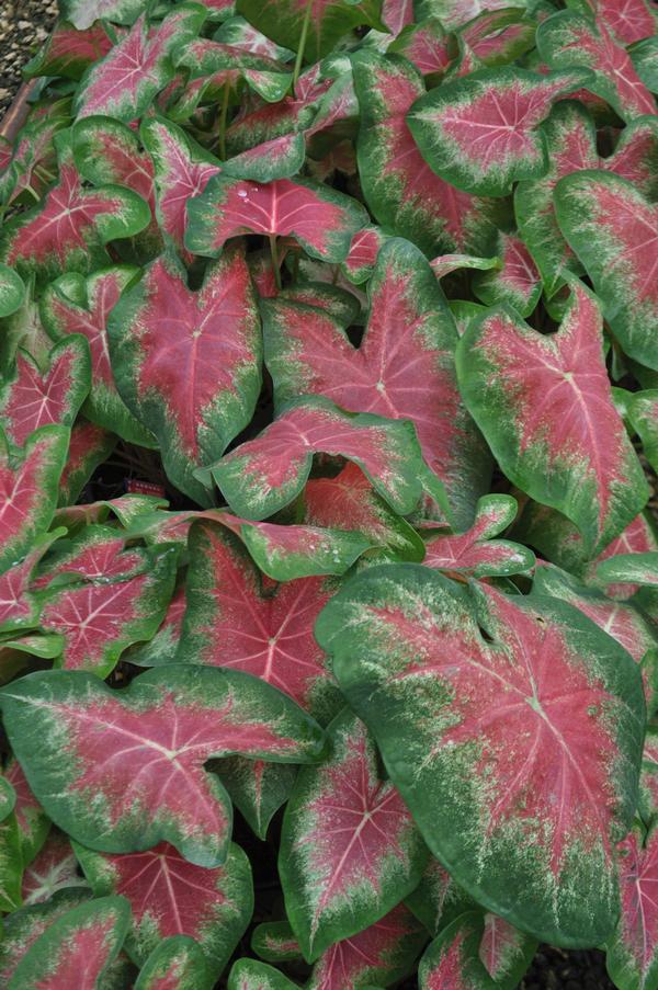 Caladium Caladium X Hortulanum Rose Glow Pink from American Farms