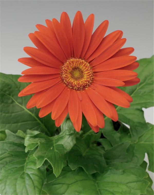 Gerbera Daisy Gerbera Jamesonii Jaguar Red from American Farms