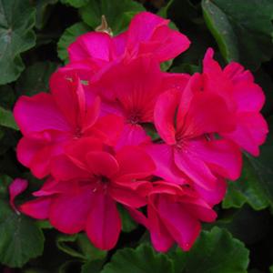 Geranium Geranium (Pelargonium) Survivor Neon Violet from American Farms