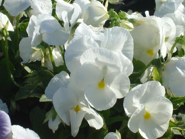 Pansy Pansy (Viola) Delta Pure White from American Farms