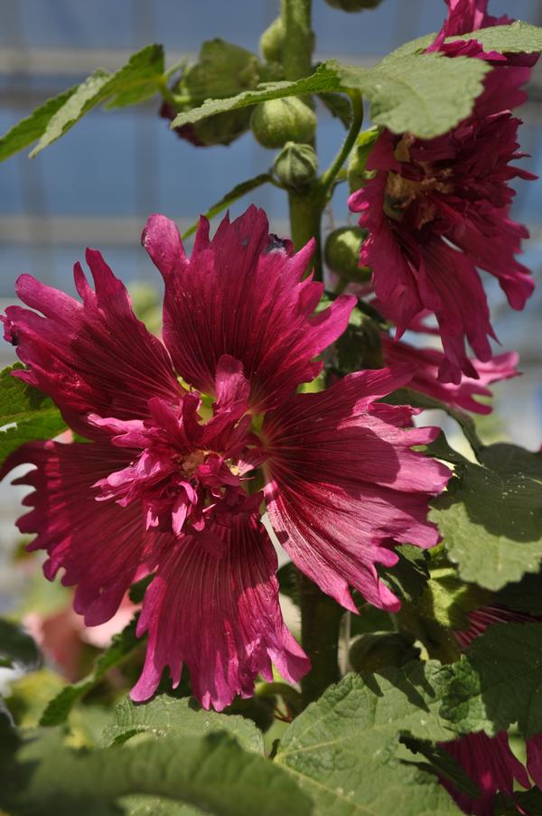 Holllyhock Alcea Spring Celebrities Carmine-Rose from American Farms
