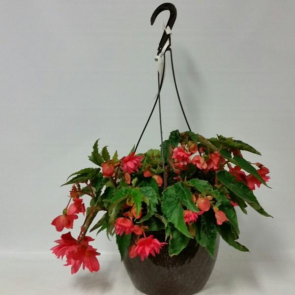 Begonia Begonia Hybrid Funky Pink from American Farms
