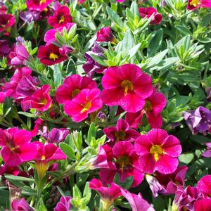 Million Bells Calibrachoa Aloha Cherry Cartwheel from American Farms