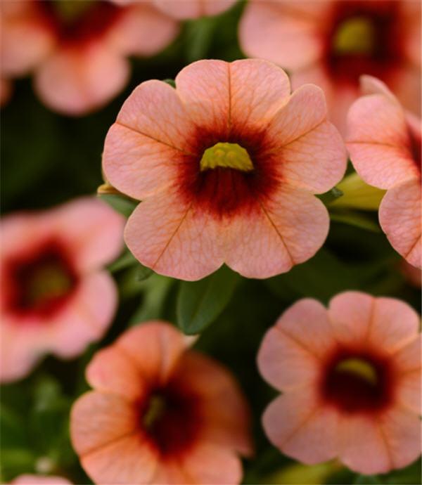 Million Bells Calibrachoa Conga Coral Kiss from American Farms