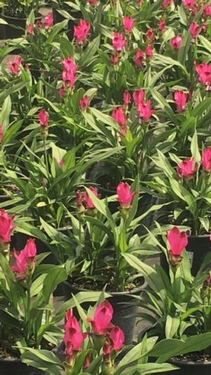 Curcuma Curcuma Splash from American Farms