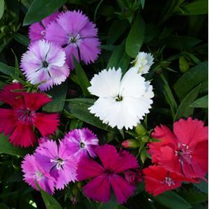Dianthus Dianthus Diamond Mix from American Farms