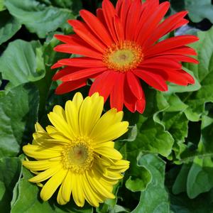 Gerbera Daisy Gerbera Jamesonii Jaguar Tangerine & Yellow from American ...