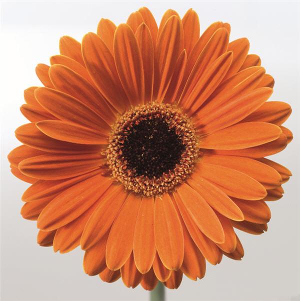 Gerbera Daisy Gerbera Jaguar Tangerine Dark Center from American Farms