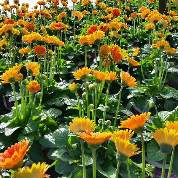 Garvinea Landscape Gerbera Gerbera Garvinea Sweet Caroline (Orange ...