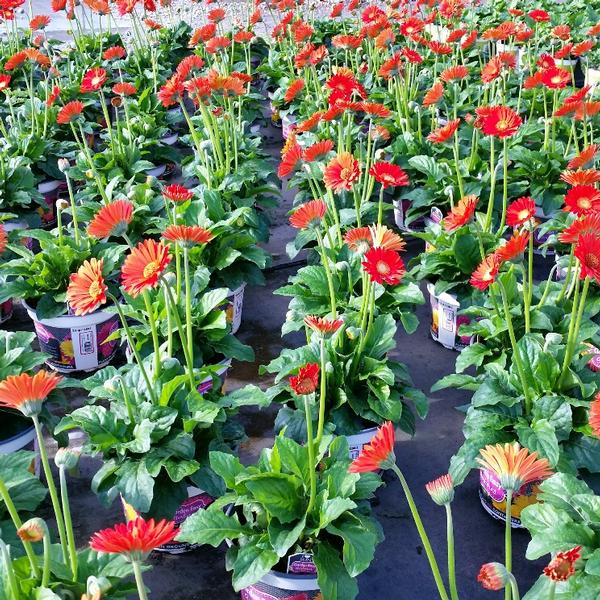 Garvinea Landscape Gerbera Gerbera Garvinea Sweet Glow (Orange) from ...