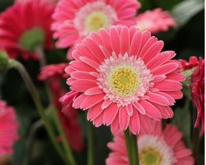 Garvinea Landscape Gerbera Gerbera Garvinea Sweet Memories (Pink) from ...