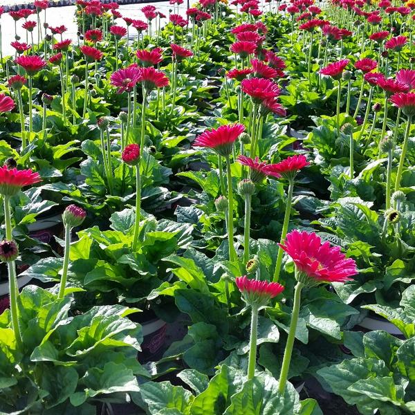 Garvinea Landscape Gerbera Gerbera Garvinea Sweet Spice (Pink) from ...