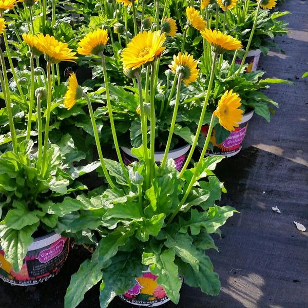Garvinea Landscape Gerbera Gerbera Garvinea Sweet Smile (Yellow) from ...