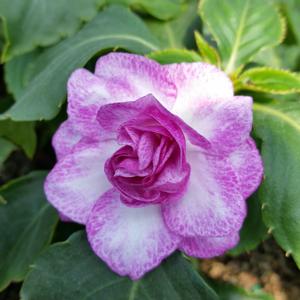 Impatiens - Double Impatiens Fiesta Bon Stardust Lavender from American ...