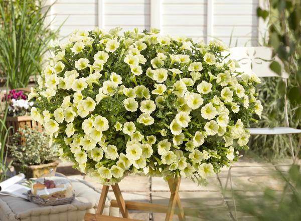 Potunia Petunia Potunia Plus Yellow from American Farms